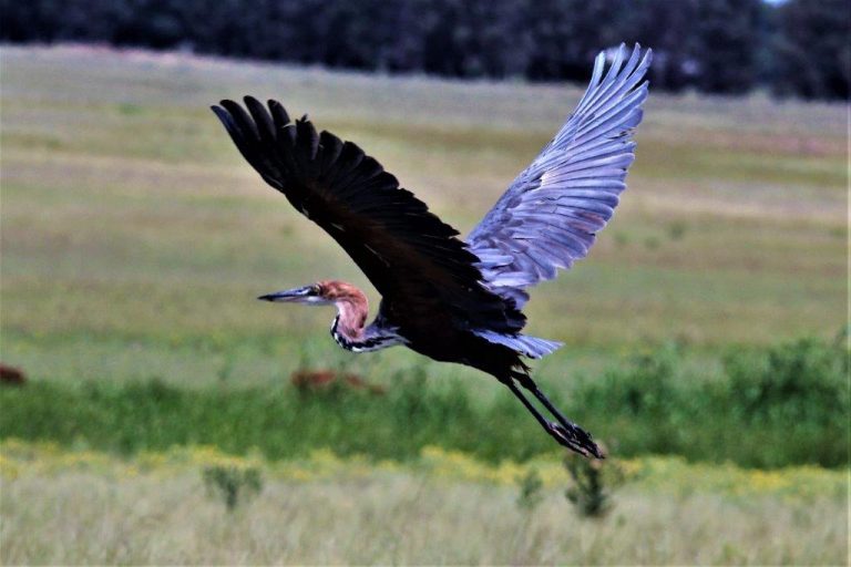 Environmental Reports - Vaal River Intervention